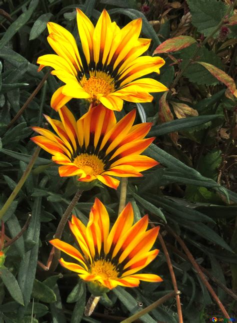 縞模様の花 無料の写真 № 35805