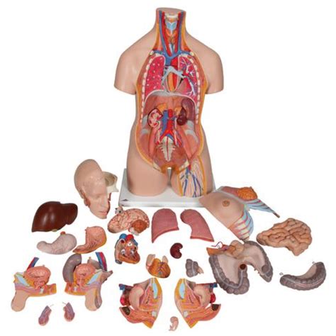 Dual Sex Torso Anatomical Model 24 Parts