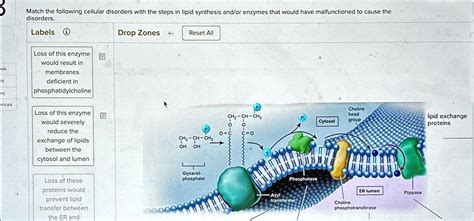 Match The Following Cellular Disorders With The Steps In Lipid
