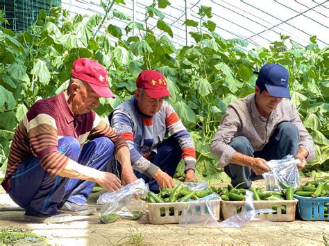 英吉沙县：大棚蔬菜采销忙 设施农业促增收