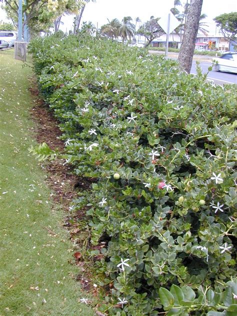 Natal Plum Nutritional And Health Benefits Of This Tropical Fruit