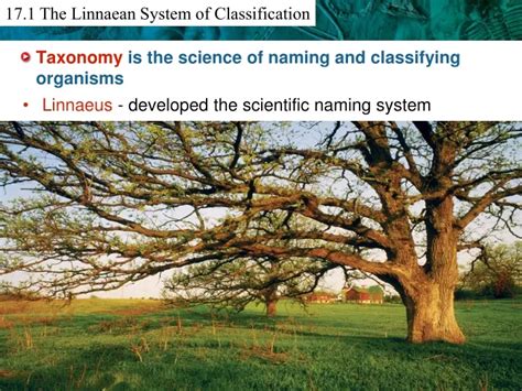 PPT The Linnaean System Of Classification In Human Evolution PowerPoint Presentation ID
