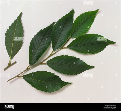 Ulmus Pumila Siberian Elm Stem With Leaves And Underside Of A