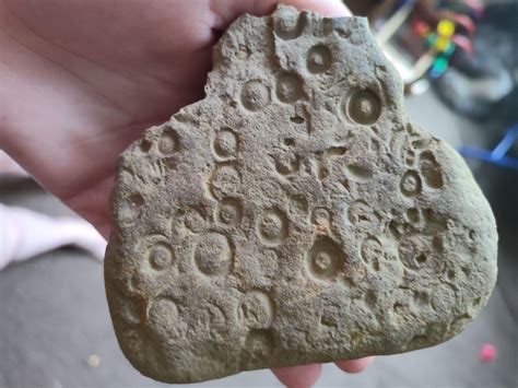 Help Identifying R Fossils