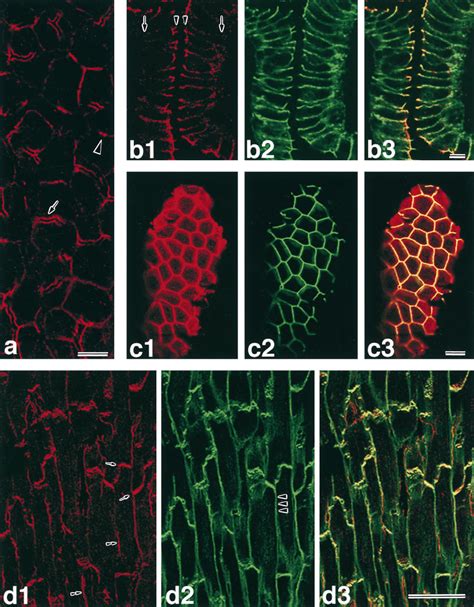 Localization Of L Afadin E Cadherin And Vinculin In Various Rat Or