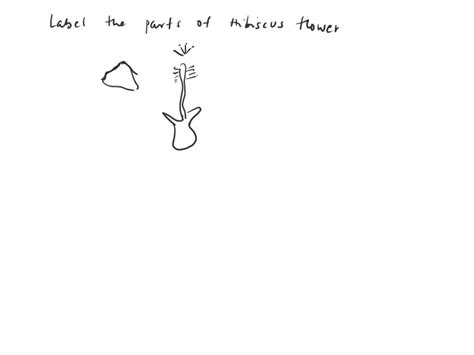 SOLVED The Correct Label For Shape 1 In The Flowchart Below Is