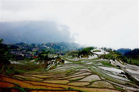 手绘壁纸植物手绘壁纸植物手绘图片第5页大山谷图库