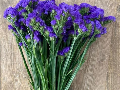Marquis Flowers Trading Qatar Marquisflowersqatar • Instagram