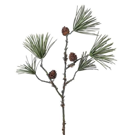Scots Pine Stem With Cones 75cm Livs Solihull
