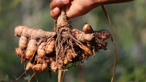 How To Plant Grow And Care For Turmeric Root