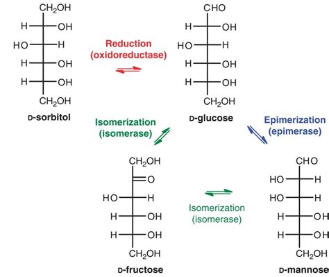 carbohydrate structures