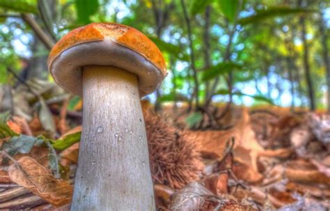 Free Picture Food Toxic Mushroom Nature Fungus Wood Organism