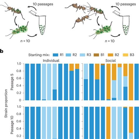 Pathogen Selection Under Individual Versus Social Immunity A Serial