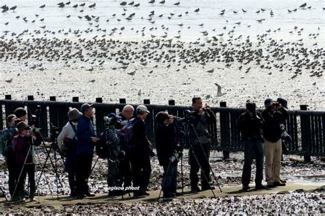 渡り鳥の楽園東よか干潟 サギ草
