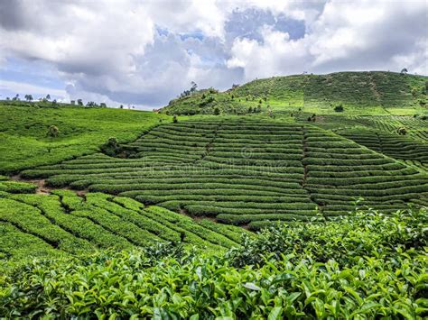 Tea Leaf Garden Stock Image Image Of 2021 Beautiful 262636607