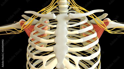 Subscapularis Muscle Anatomy For Medical Concept 3d Rendering Stock