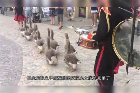 动物的高光时刻 土拨鼠兄弟真是让人大开眼见 谁是你心中的冠军 土拨鼠 兄弟 时刻