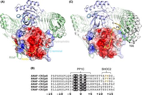 Structural Insights Into The Role Of Shoc2‐mras‐pp1c Complex In Raf