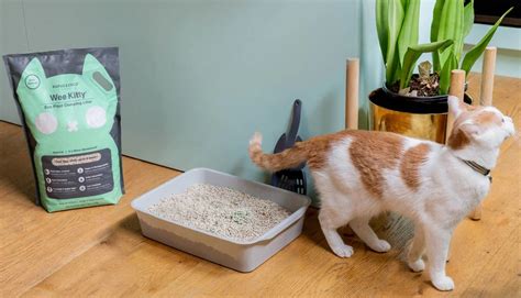 The Ultimate Guide To The Best Natural Kitty Litter For Odor Control
