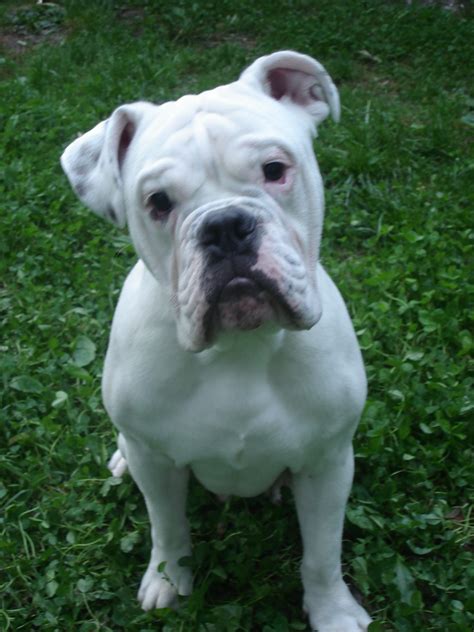 Duke The Amazing Deaf Bulldogs Happy Tail Deaf Dogs Rock