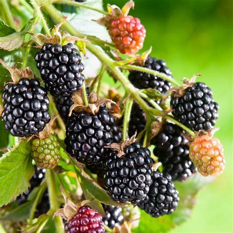 Black Satin Blackberry Bush Nature Hills Nursery Blackberry Plants