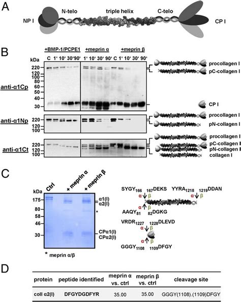 Cleavage Of Type I Procollagen By Meprin α And Meprin β A Schematic