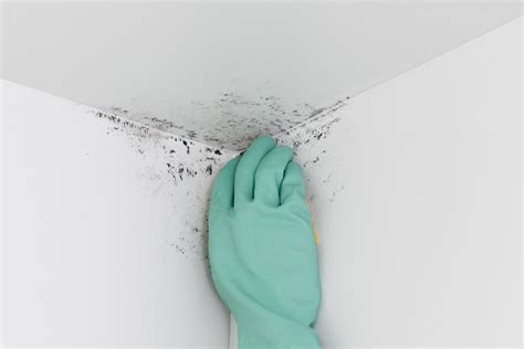 Mildew In Bathroom Ceiling