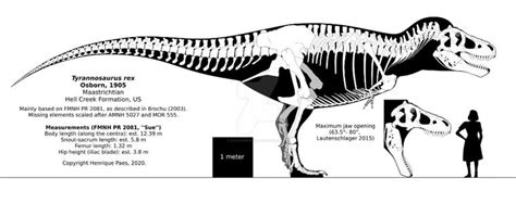 Tyrannosaurus Rex Skeletal Reconstruction