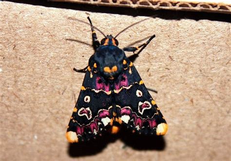 Polytela Gloriosae Lily Moth