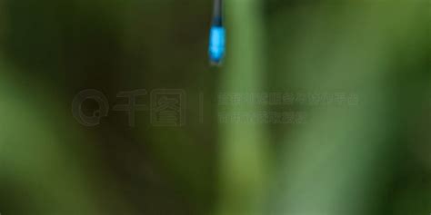 蓝色豆娘坐在一片绿叶风景名胜免费下载 jpg格式 3333像素 编号39493915 千图网