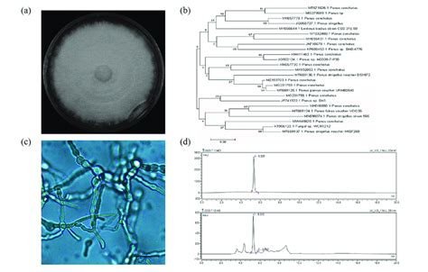 Fungal Colony And Product Identification A Panus Conchatus Colony