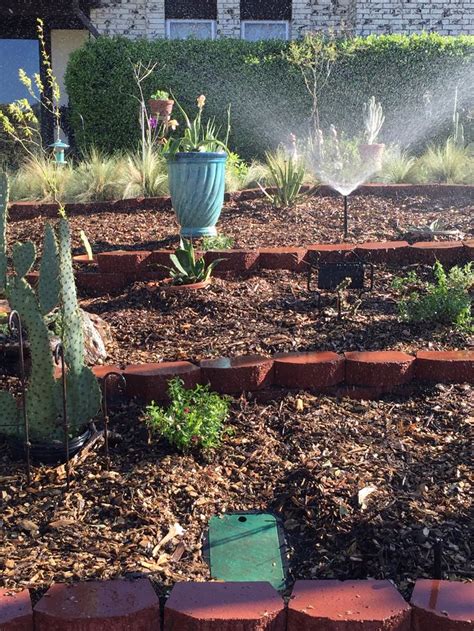 Beautiful Cactus And Willow Tree Garden