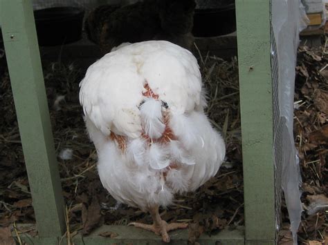 Red Bucket Farm Naked Chickens