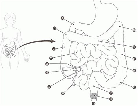 Biologie Ausmalbilder Malvorlagen 100 KOSTENLOS