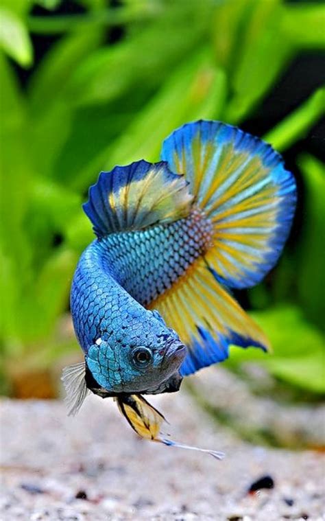 Poisson