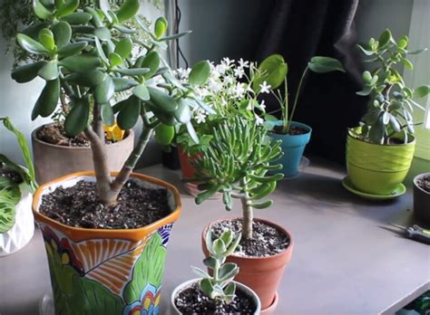 What Is A Succulent Plant Features Of Jade Plants