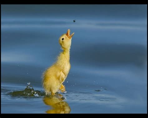 Partager Images Fond D Cran Canard Drole Fr Thptnganamst Edu Vn