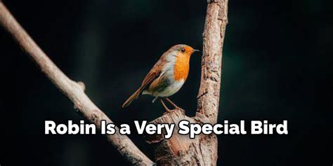 Robin Spiritual Meaning Explained 2025