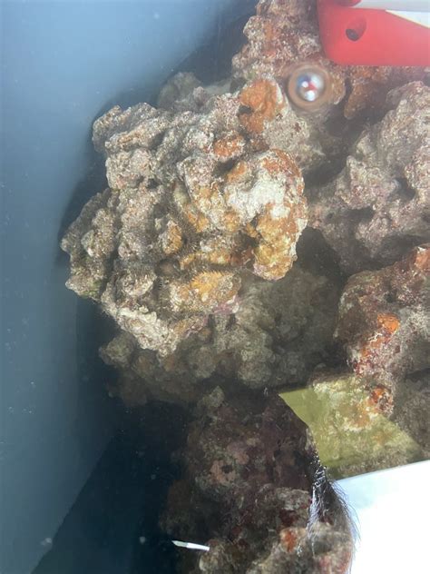 Picture Request Kp Aquatics Starter Aquacultured Live Rock Page 2