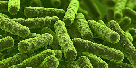 Green Microscopic View Background Images Hd Pictures And Wallpaper For