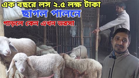 ১ বছরে ২৫ লক্ষ টাকা লস ছাগল পালনে বিস্তারিত দেখুন ভিডিওতে Goat