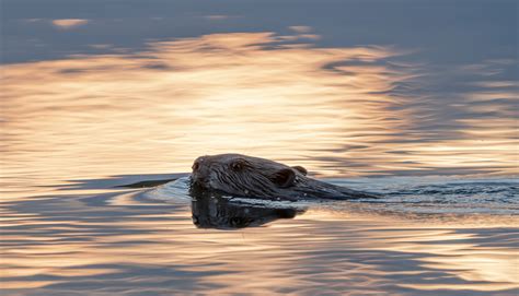 Der Biber Foto And Bild Monatswettbewerbe Natur Foto Des Jahres 22 Lebensräume Sonnenuntergang