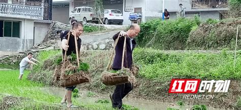 新化县金凤乡组织干部职工下田耕种忙腾讯新闻