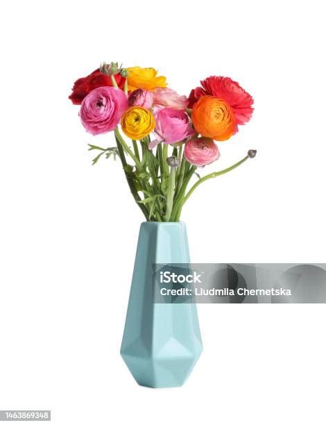 흰색 배경에 꽃병에 아름다운 신선한 Ranunculus 꽃 꽃 식물에 대한 스톡 사진 및 기타 이미지 꽃 식물 흰색 배경