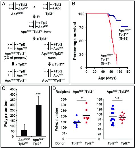 Tpl2 Ablation Promotes Tumor Induction In Apc Min Mice The Promotion