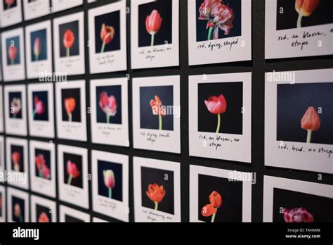 Anna Ridler Myriad Tulips Data Set Ai More Than Human