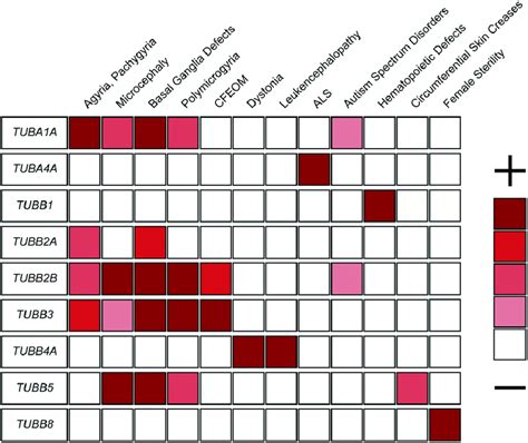 Tubulin Gene Mutations Result In Distinct As Well As Convergent Download Scientific Diagram