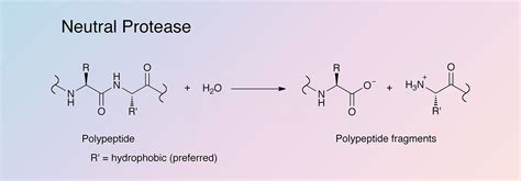Neutral Protease Dispase Worthington Enzyme Manual Worthington