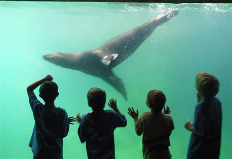 Entering The Realm Of The Lost Kingdom A Conversation With Terrie Correll President Ceo Of Tulsa Z