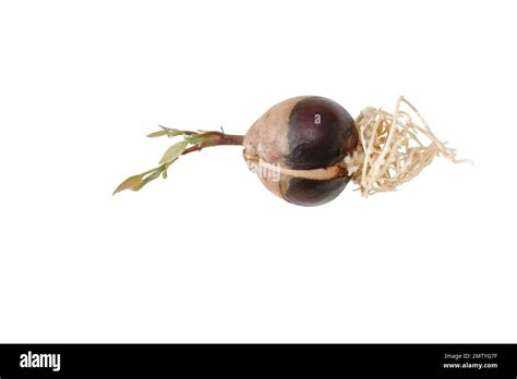 Avocado Seed Sprout With Roots And Young Leaves Isolated On White
